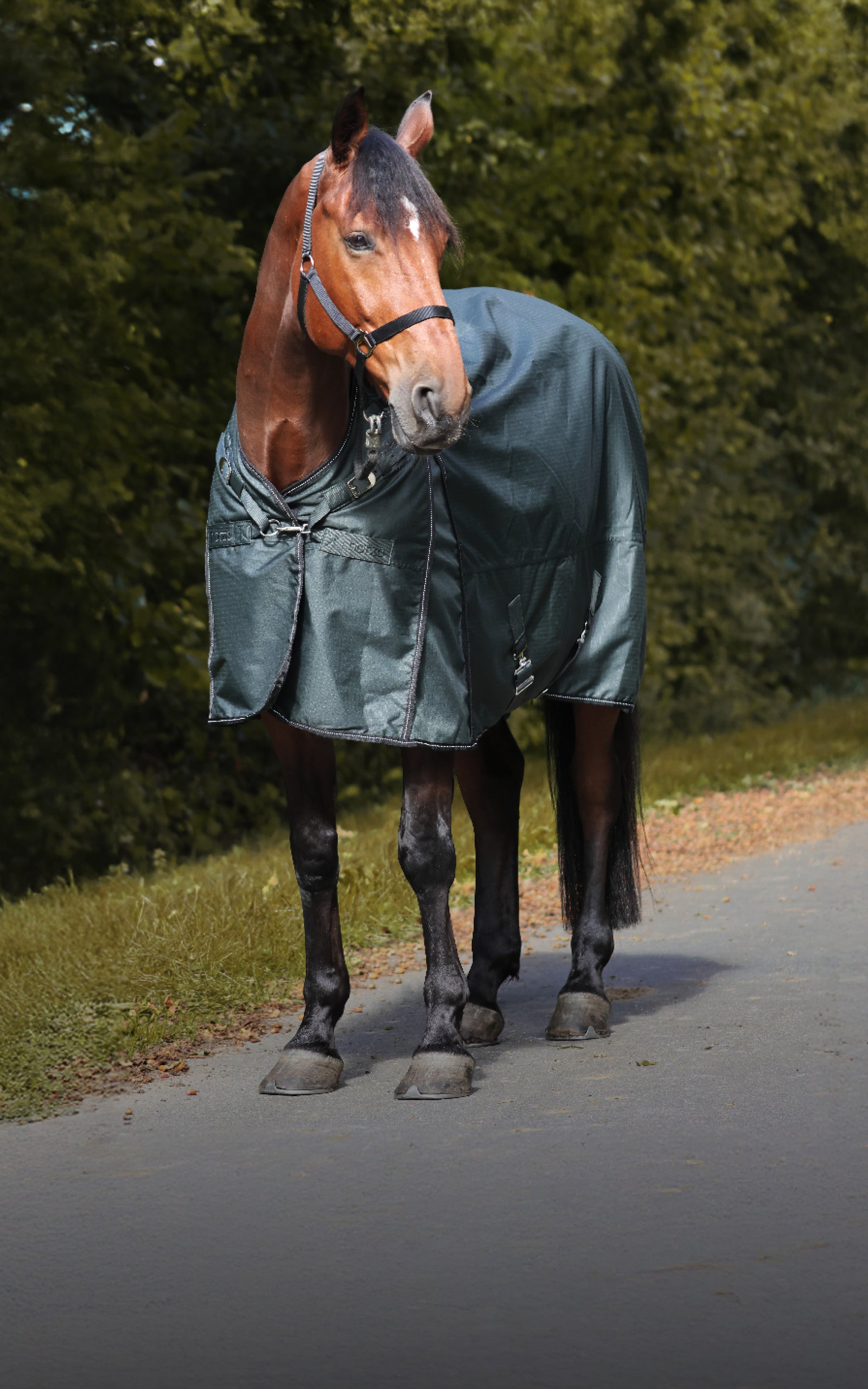 Horze - Your online shop for everything you need in equestrian sports ...